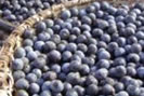 acai-planta | Creapharma