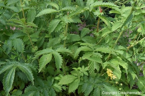 Aigremoine (Agrimonia eupatoria) | Creapharma
