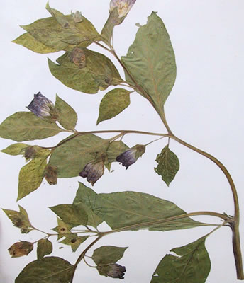 Belladone (Atropa belladonna) | Creapharma