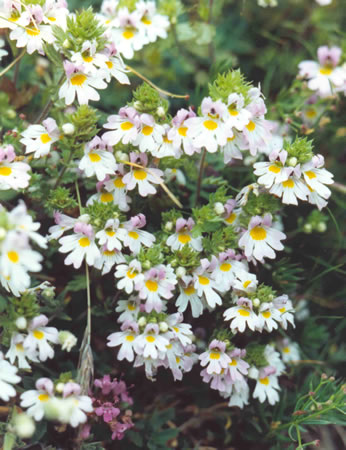 Euphraise - Euphraise officinale (Euphrasia rostkoviana) | Creapharma