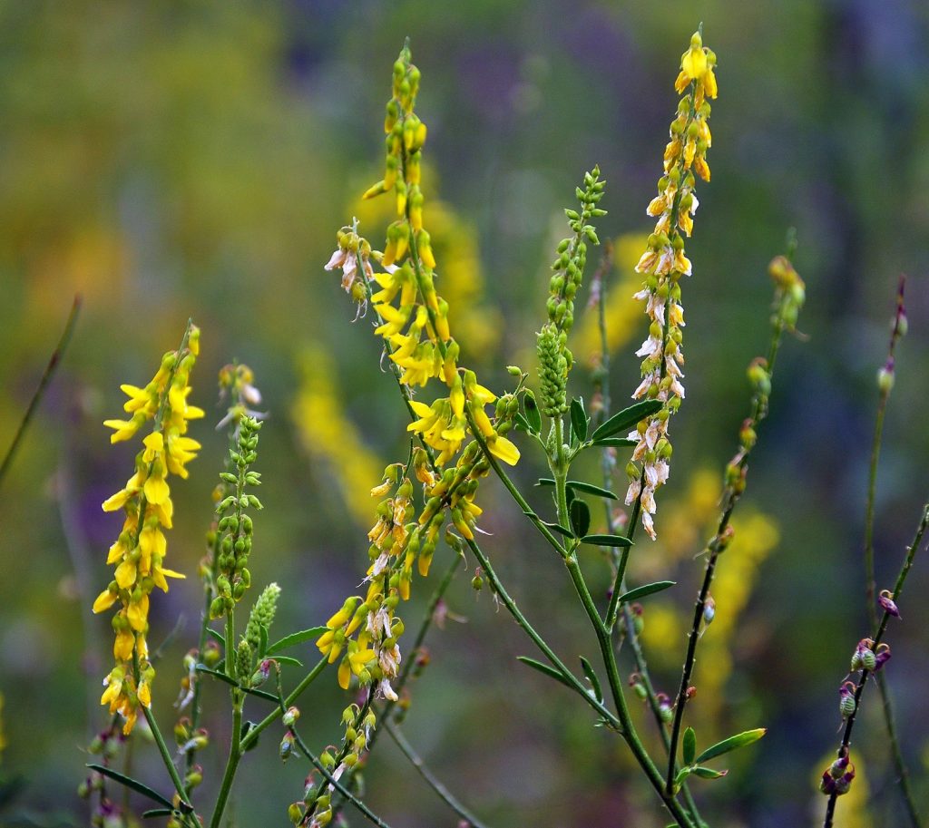 Mélilot (Melilotus officinalis) | Creapharma