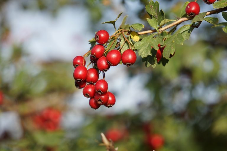 Aubépine (Crataegus laevigata) | Creapharma