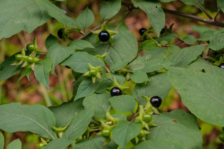 Belladone (Atropa belladonna) | Creapharma
