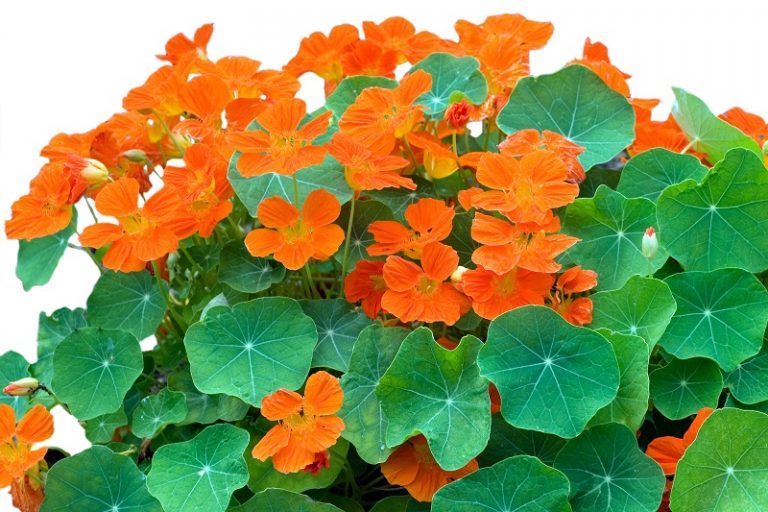 Capucine (Tropaeolum majus) | Creapharma